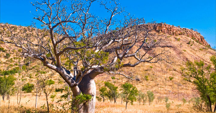 7 Day Kimberley Tour from Kununurra to Darwin