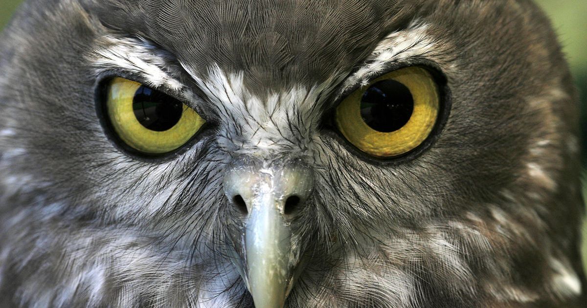 Barking owl feasts on sugar gliders - Cobourg Peninsula