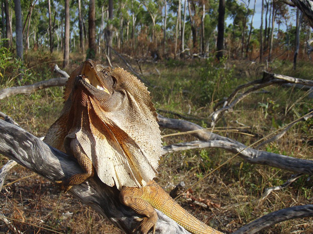 5 Day Kakadu, Arnhem Land and Cobourg Peninsula Tour